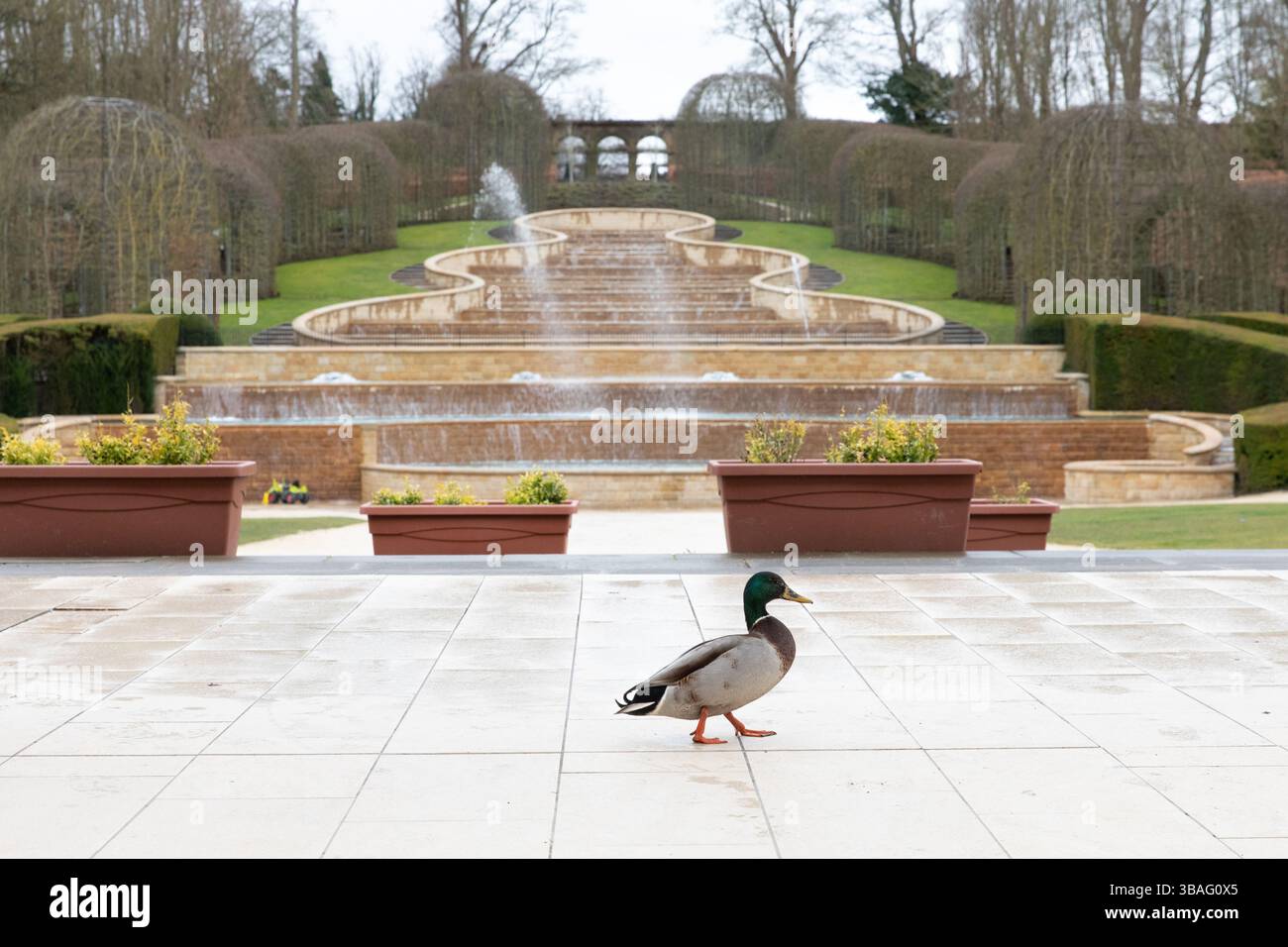 A male mallard duck walks in front of the Grand Cascade at The Alnwick ...