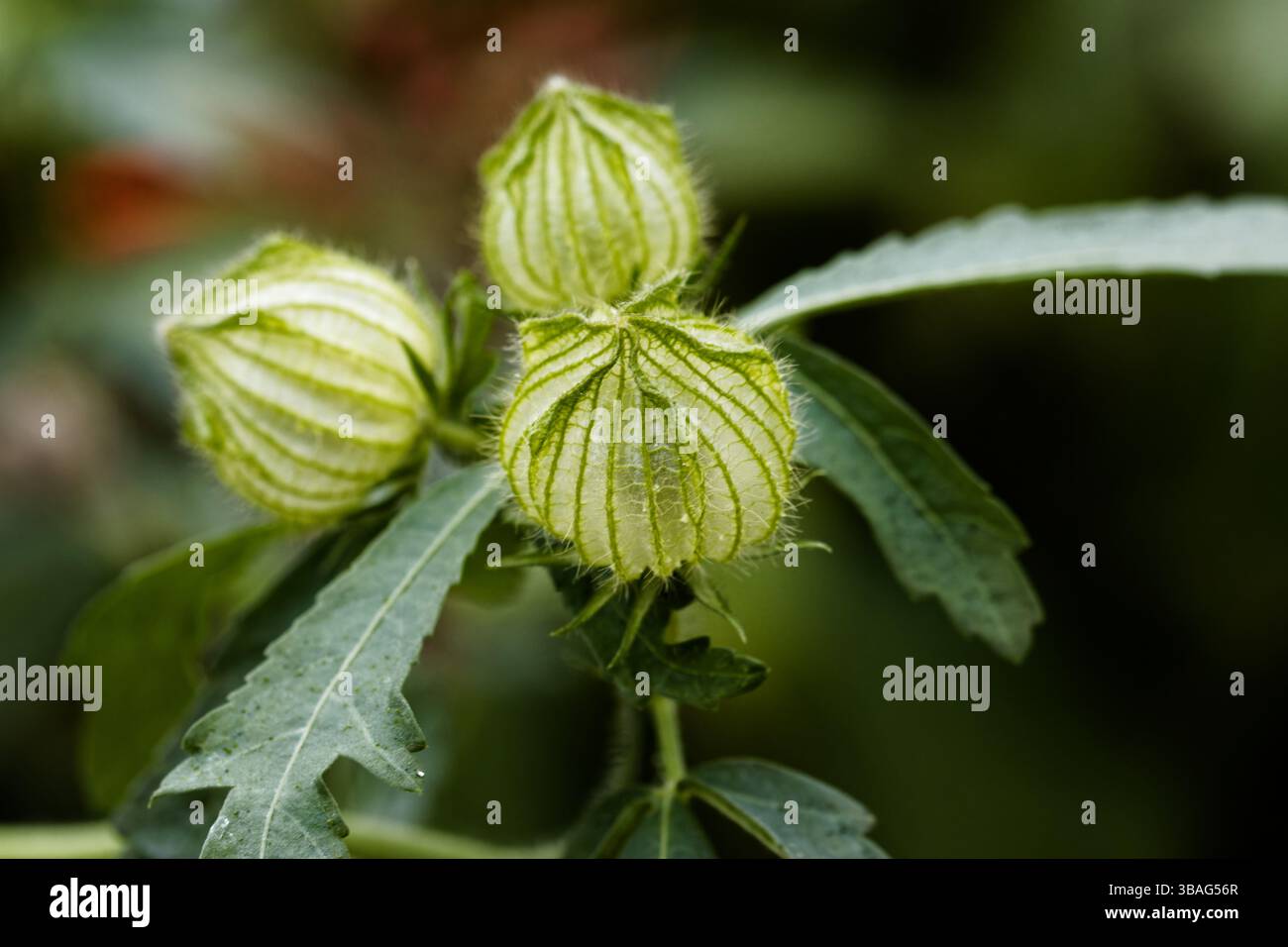 Hibiscus trionum, commonly called flower-of-an-hour, bladder hibiscus ...