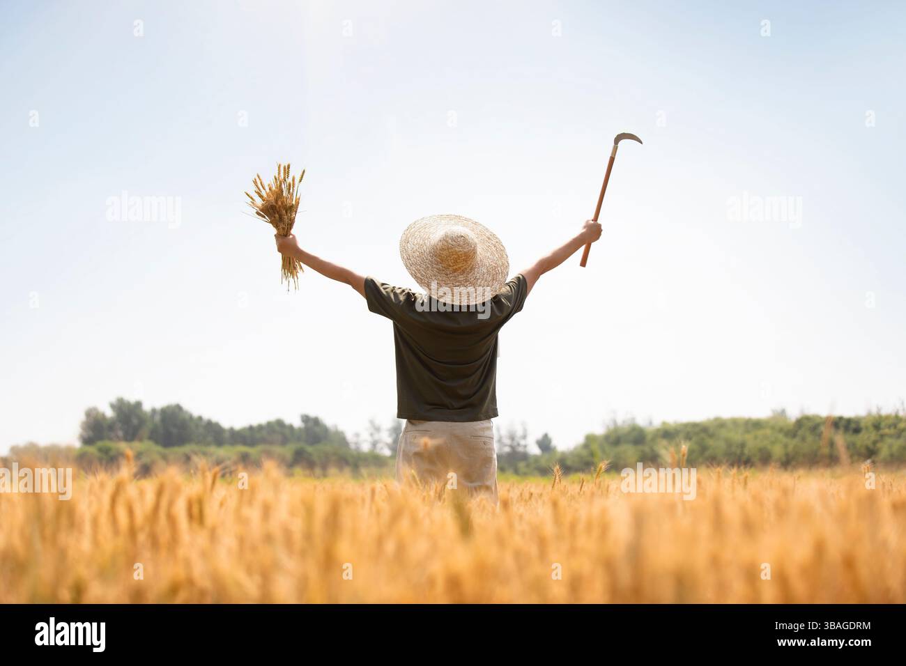 Chinese male farmer raising hands holding wheat stalks and sickle ...