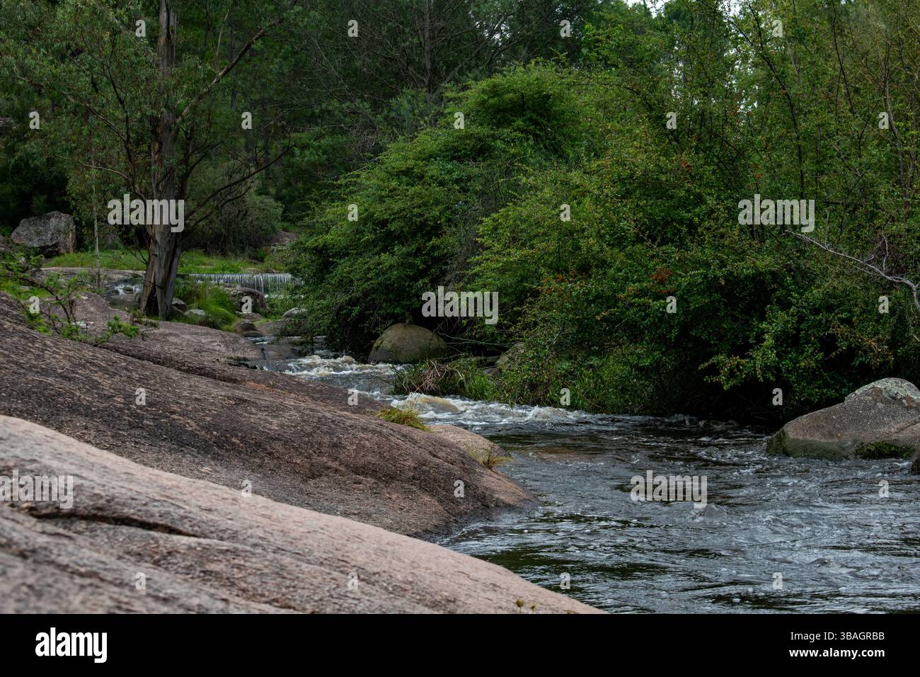 Flor de rio hi-res stock photography and images - Alamy