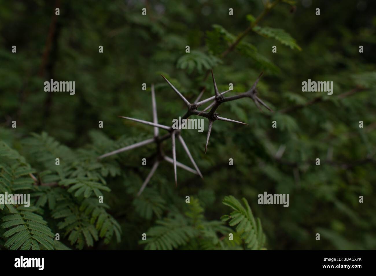 Colibrí árbol flor hi-res stock photography and images - Alamy