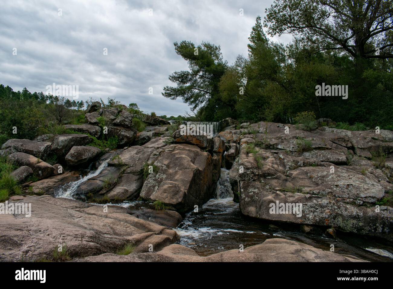 Arboles de agua hi-res stock photography and images - Alamy