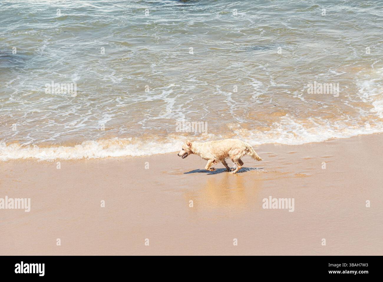 A wet white dog having fun on the edge of a beach with small waves. Pet ...