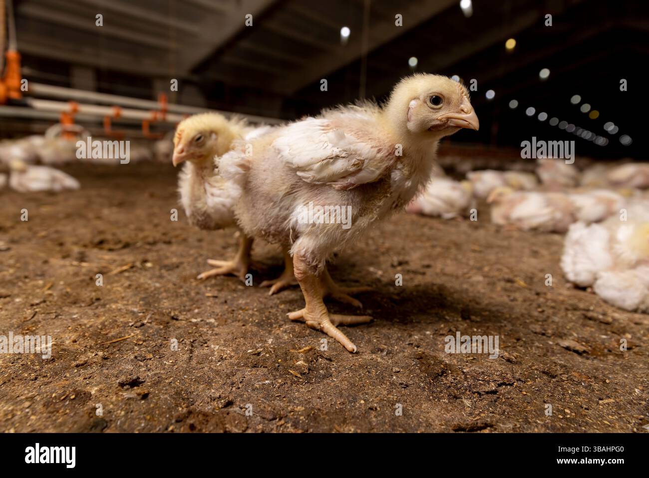 meat breeds of broiler chickens are grown for industrial meat ...