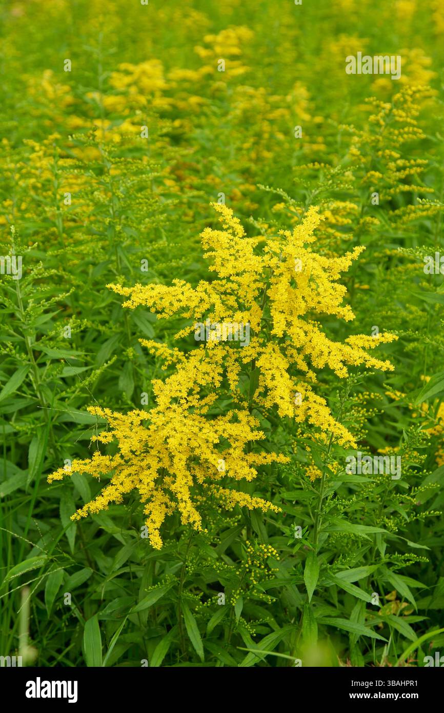 clusters of goldenrod or goldrute flowers in garden, bright yellow ...