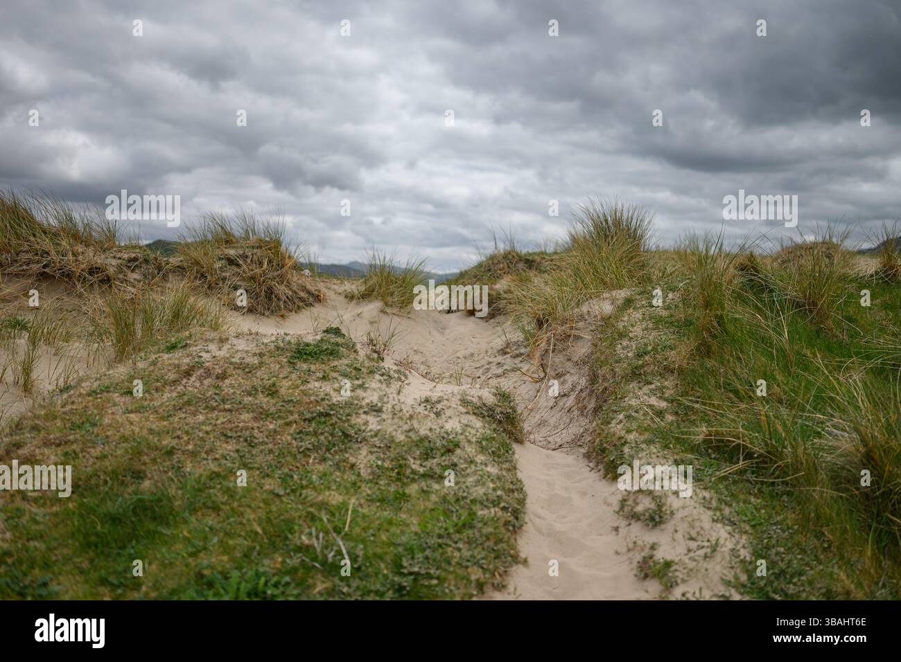 Grassy sand dunes on Fairbourne Beach – Gwynedd, Wales, UK – 05 May ...
