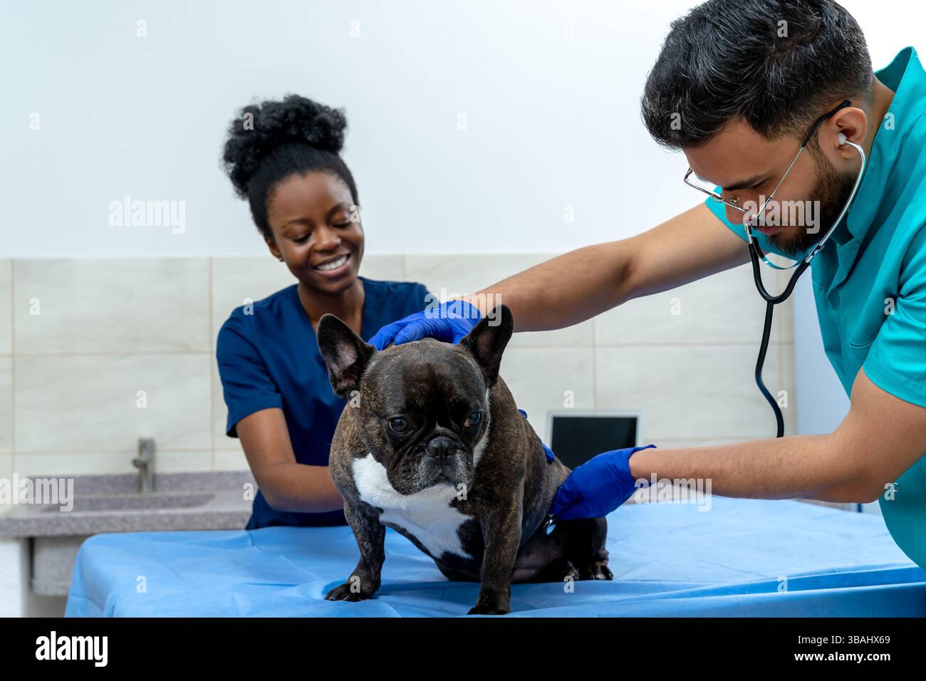 Health check up. Dog quietly lying on the examination table while ...