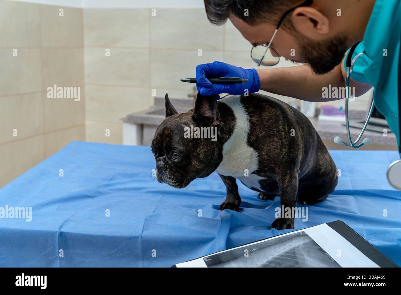 Otitis. Male veterinarian examining dogs ears and looking involved ...