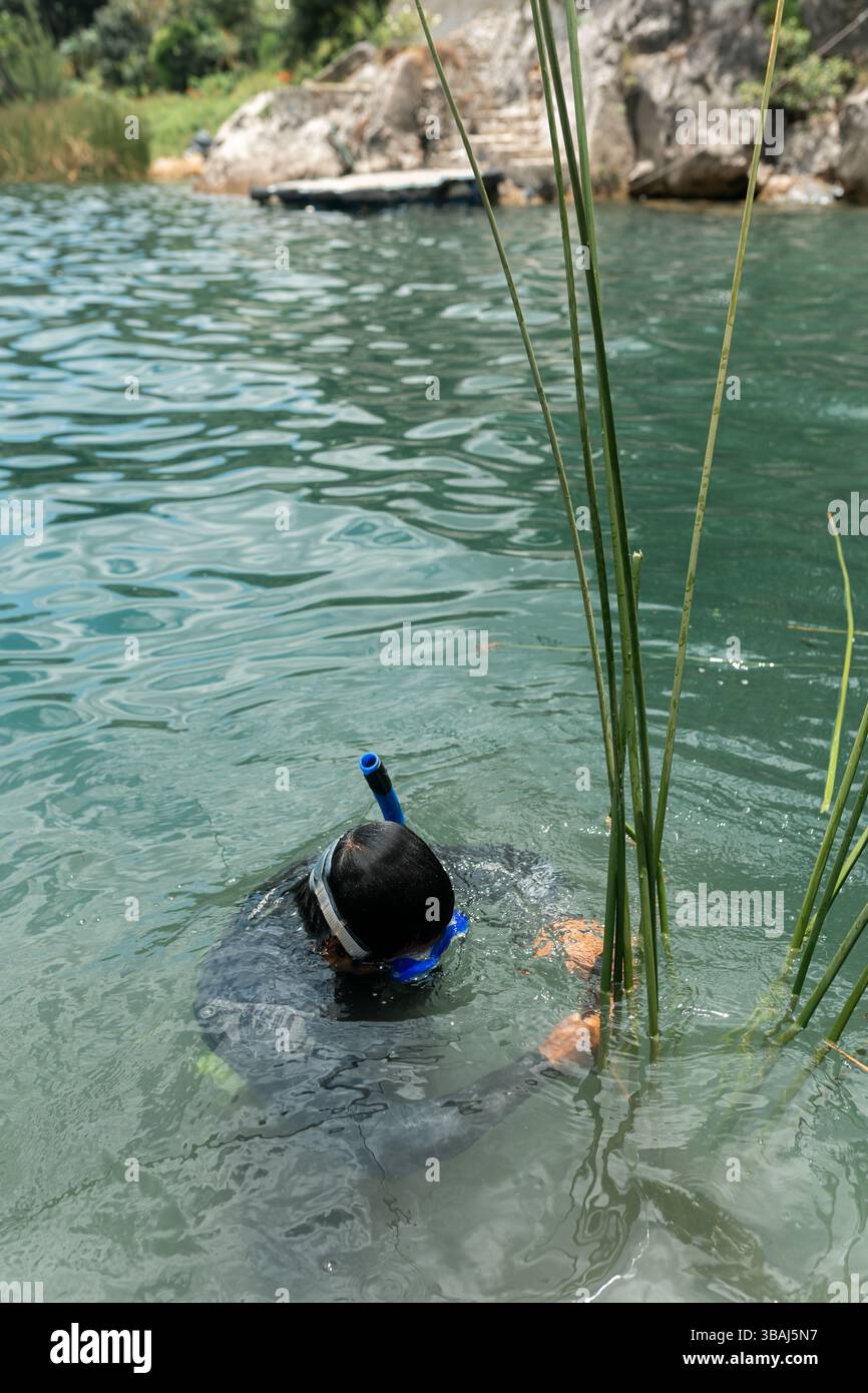 Vertical photo of a scuba diver replanting reeds in a lake to combat ...