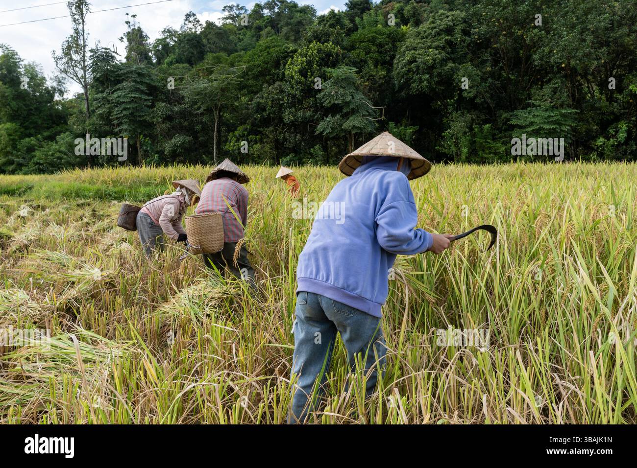 Lao female farmers reaping rice together on rice field during ...