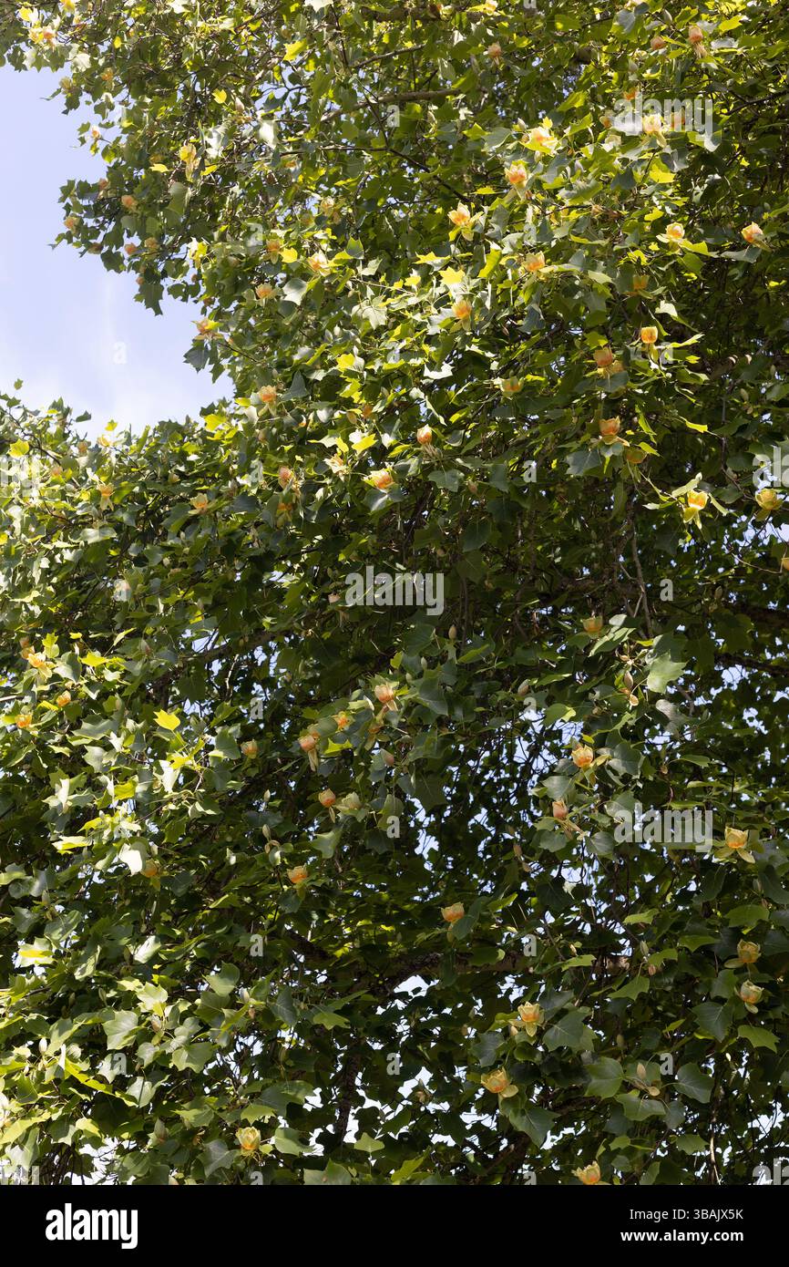 Liriodendron tulipifera at the Oregon Garden in Silverton, OR, planted ...