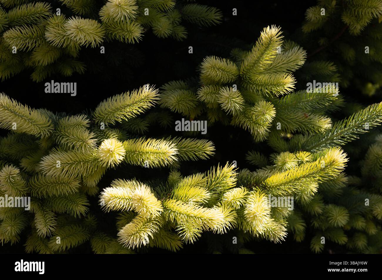 Picea pungens 'gebelle's golden spring' Colorado spruce tree in spring ...