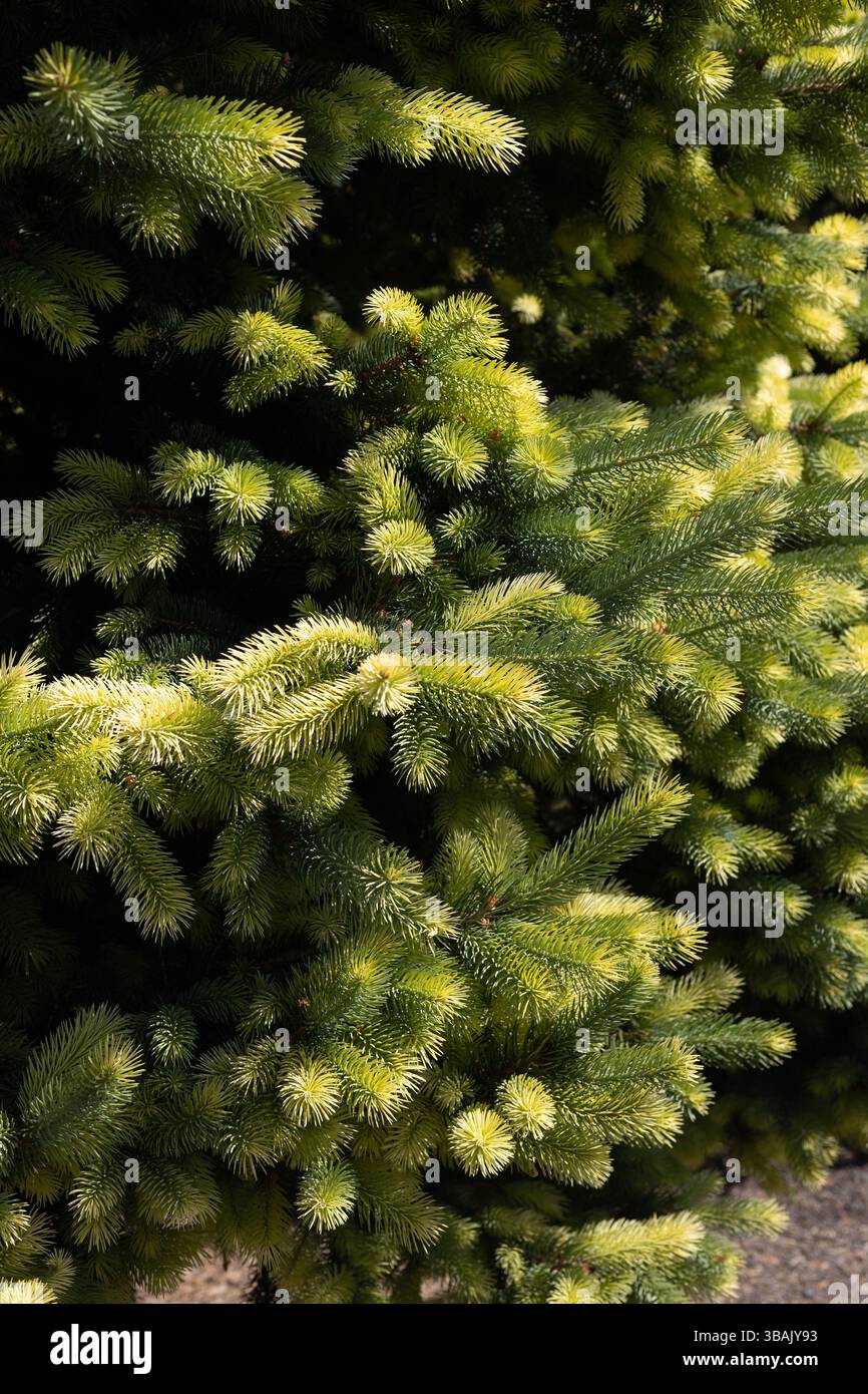 Picea pungens 'gebelle's golden spring' Colorado spruce tree in spring ...