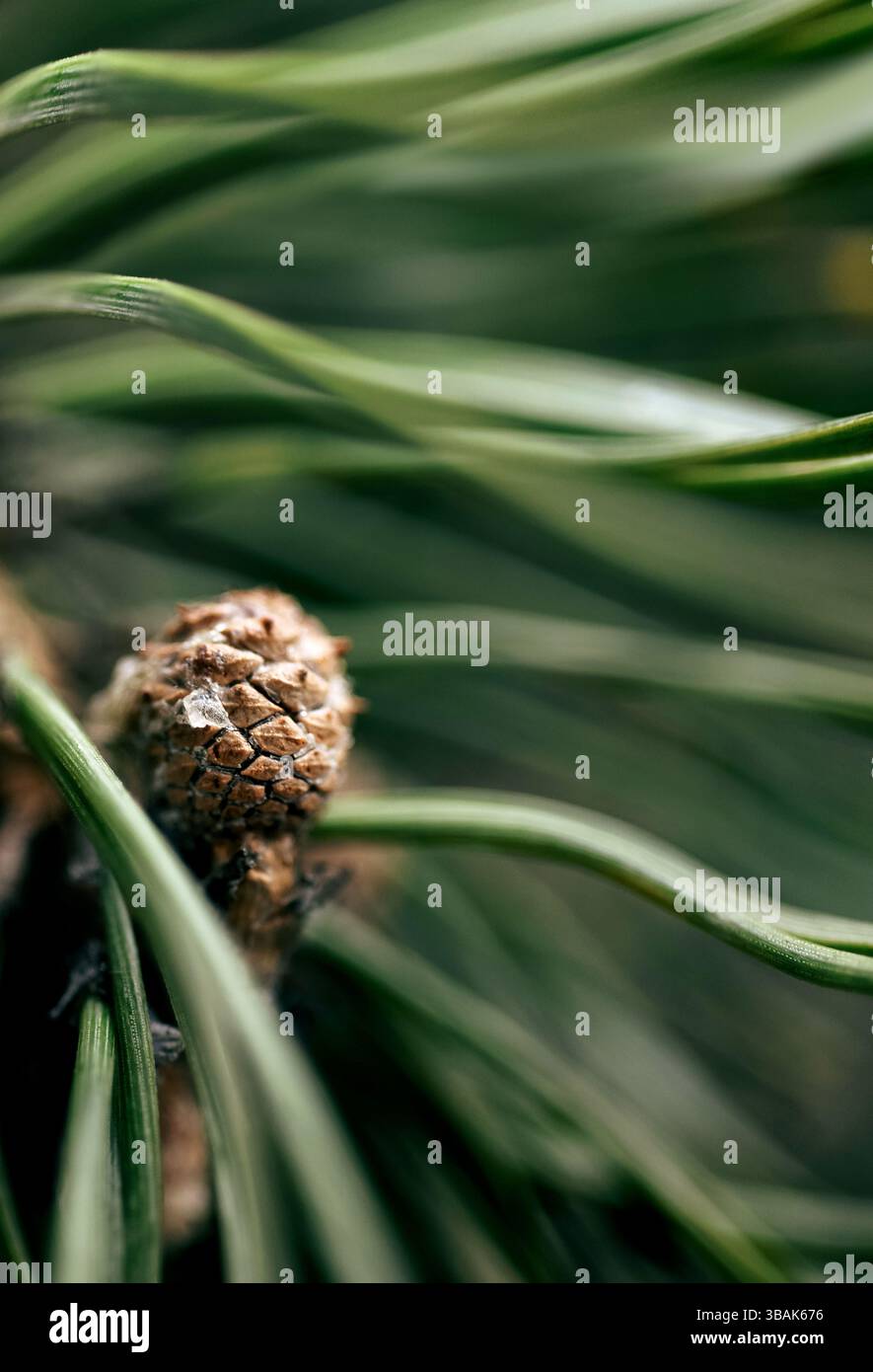 Zoom in soft focus living hi-res stock photography and images - Alamy