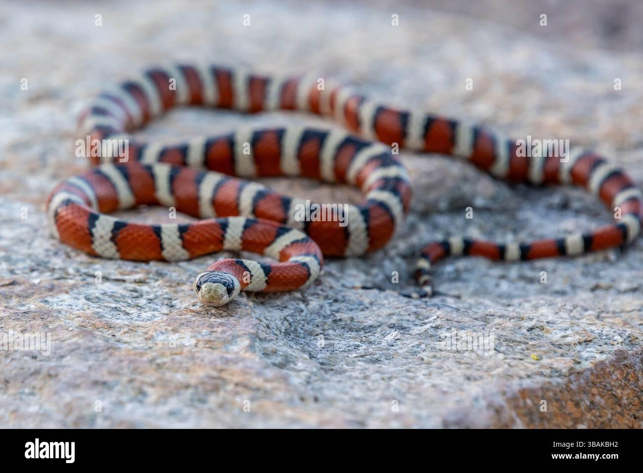 A Mexican Milk Snake in Tucson, Arizona Stock Photo - Alamy