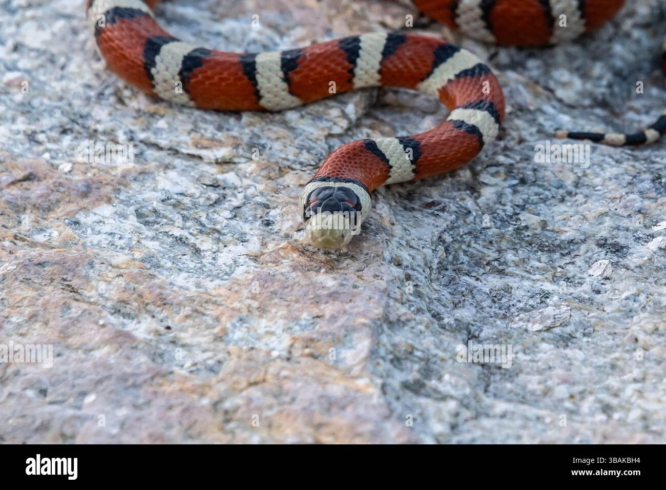 A Mexican Milk Snake in Tucson, Arizona Stock Photo - Alamy