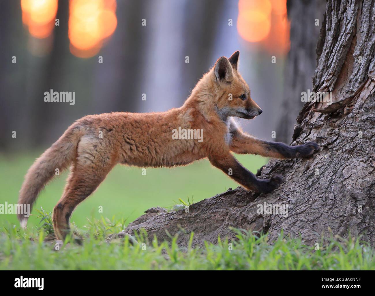 Red fox cub portrait in the grass at sunset, Canada Stock Photo - Alamy