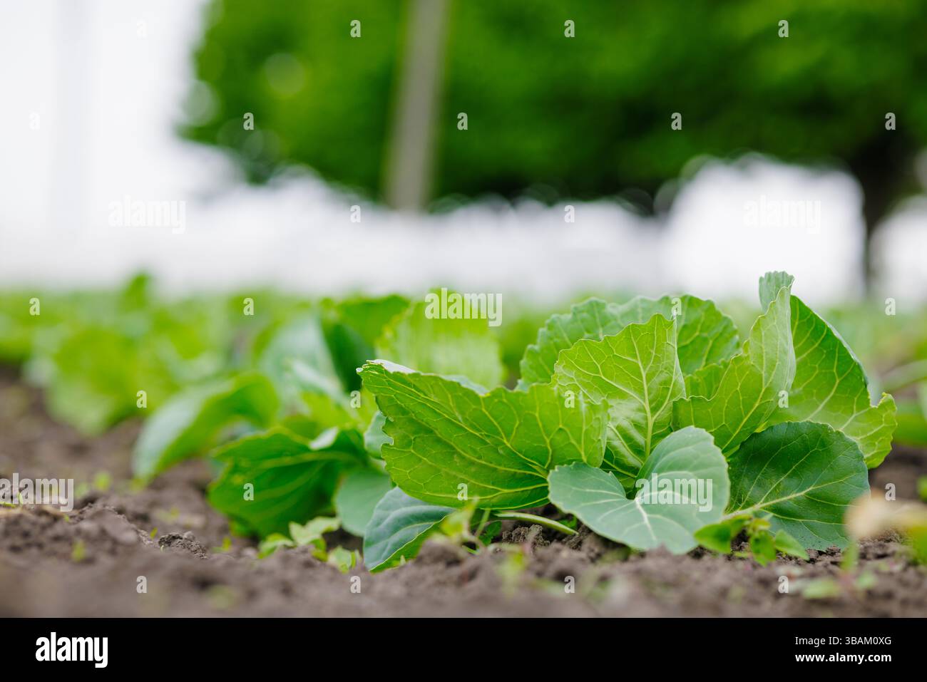 Close-up of young cabbage plants growing in soil on a vegetable farm ...