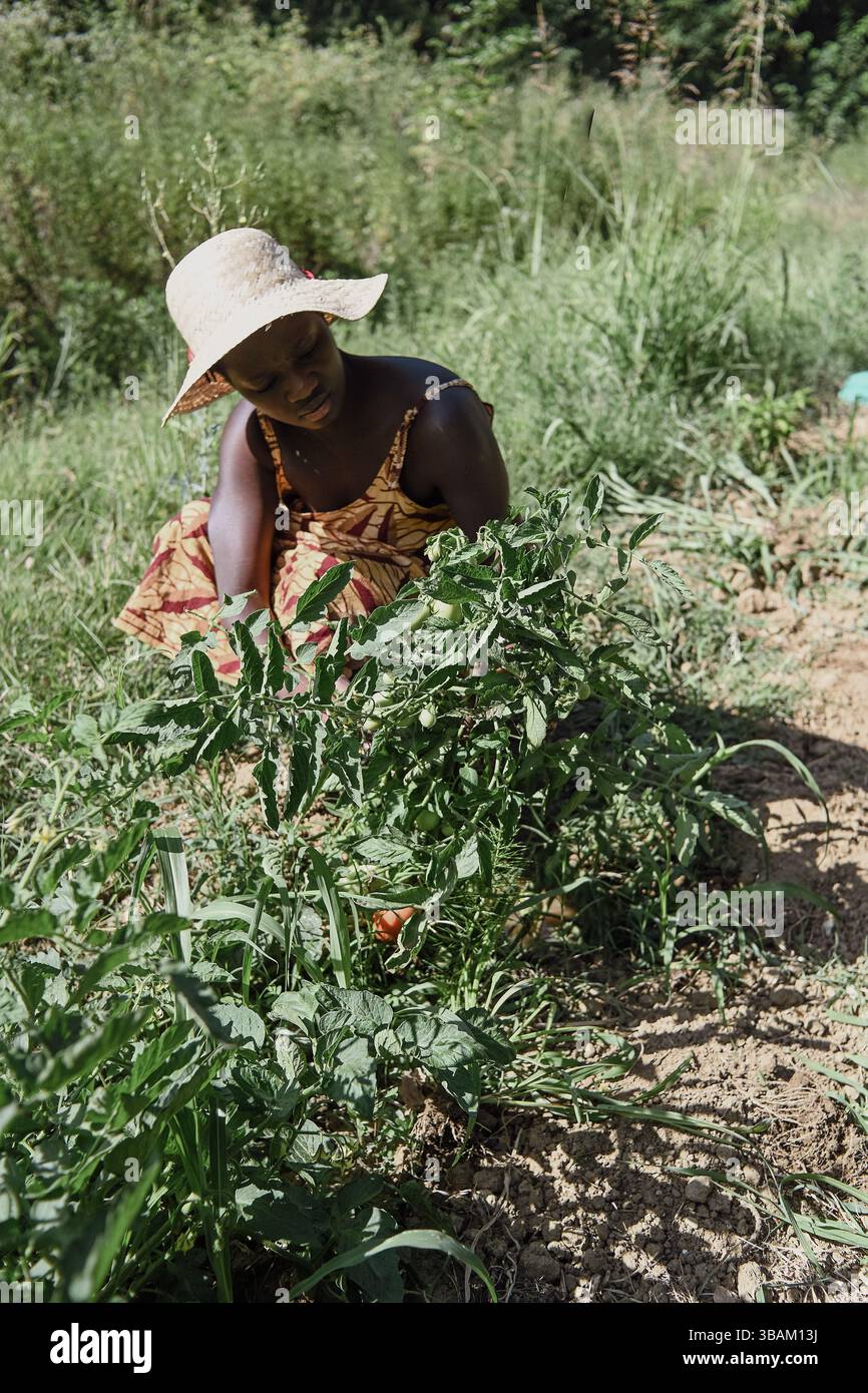 unrecognizable young black african woman farmer hand pick harvest ...