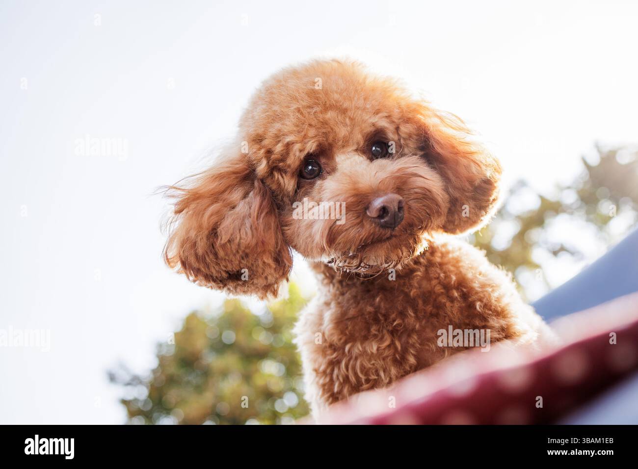 Curious toy poodle with fluffy coat and tilted head, looking directly ...