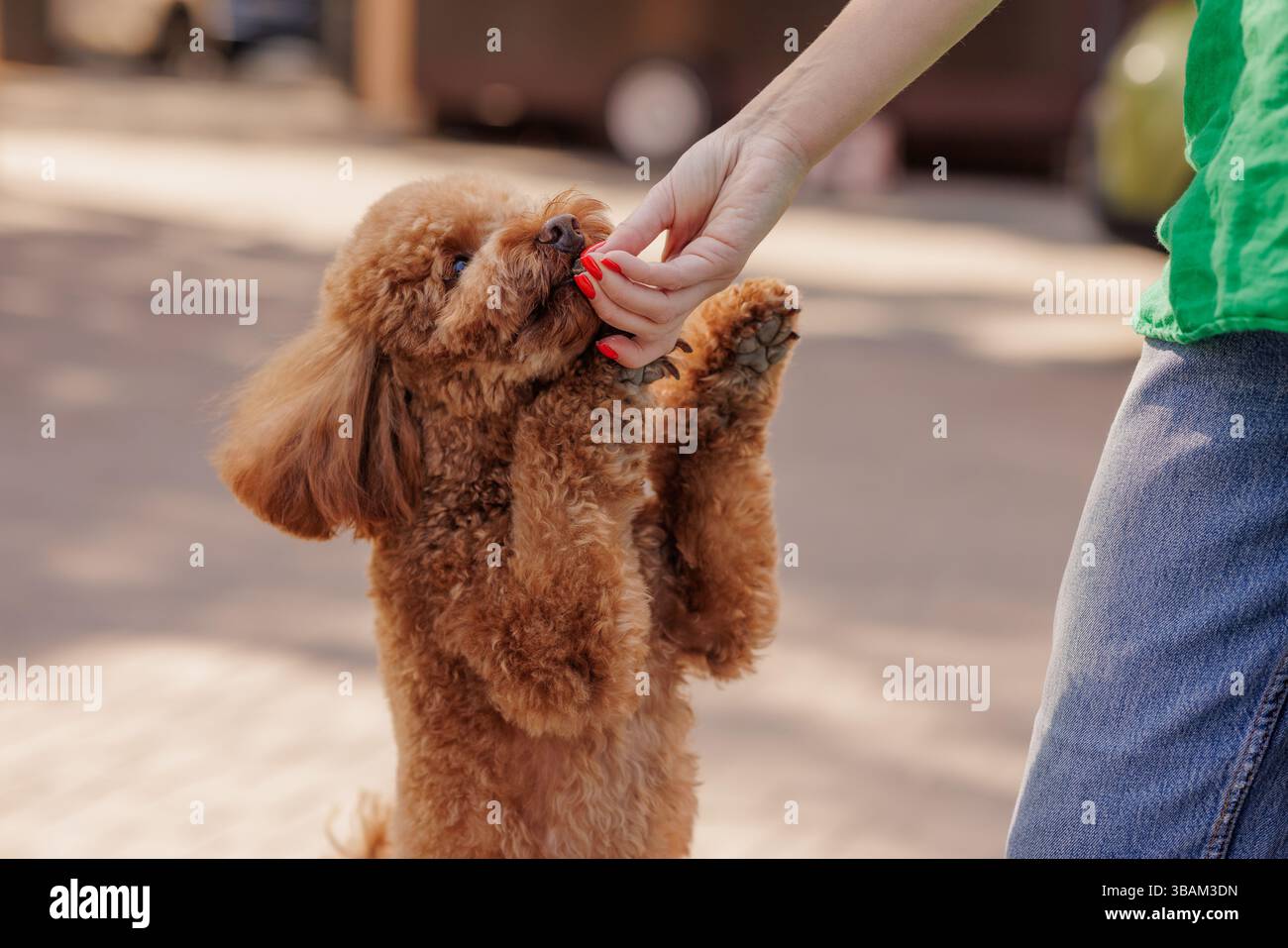Adorable red poodle stands hi-res stock photography and images - Alamy
