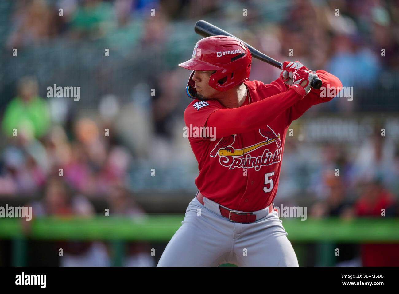 Springfield Cardinals Chase Davis (5) bats during an MiLB Texas League ...