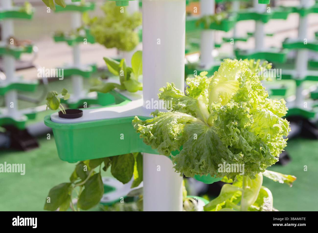 Plants sprouting in a pot in a modern gallery. Agriculture Stock Photo ...