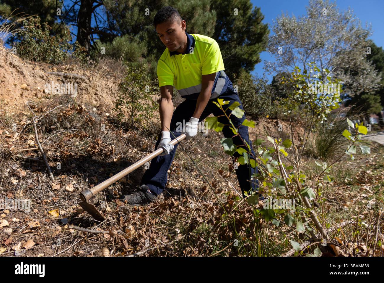 young Latino male gardener in reflective work clothes digging and ...