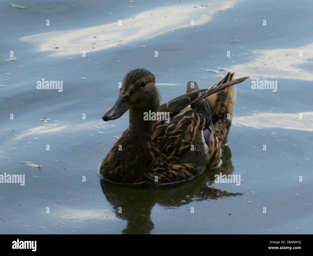 Beautiful duck photos hi-res stock photography and images - Alamy