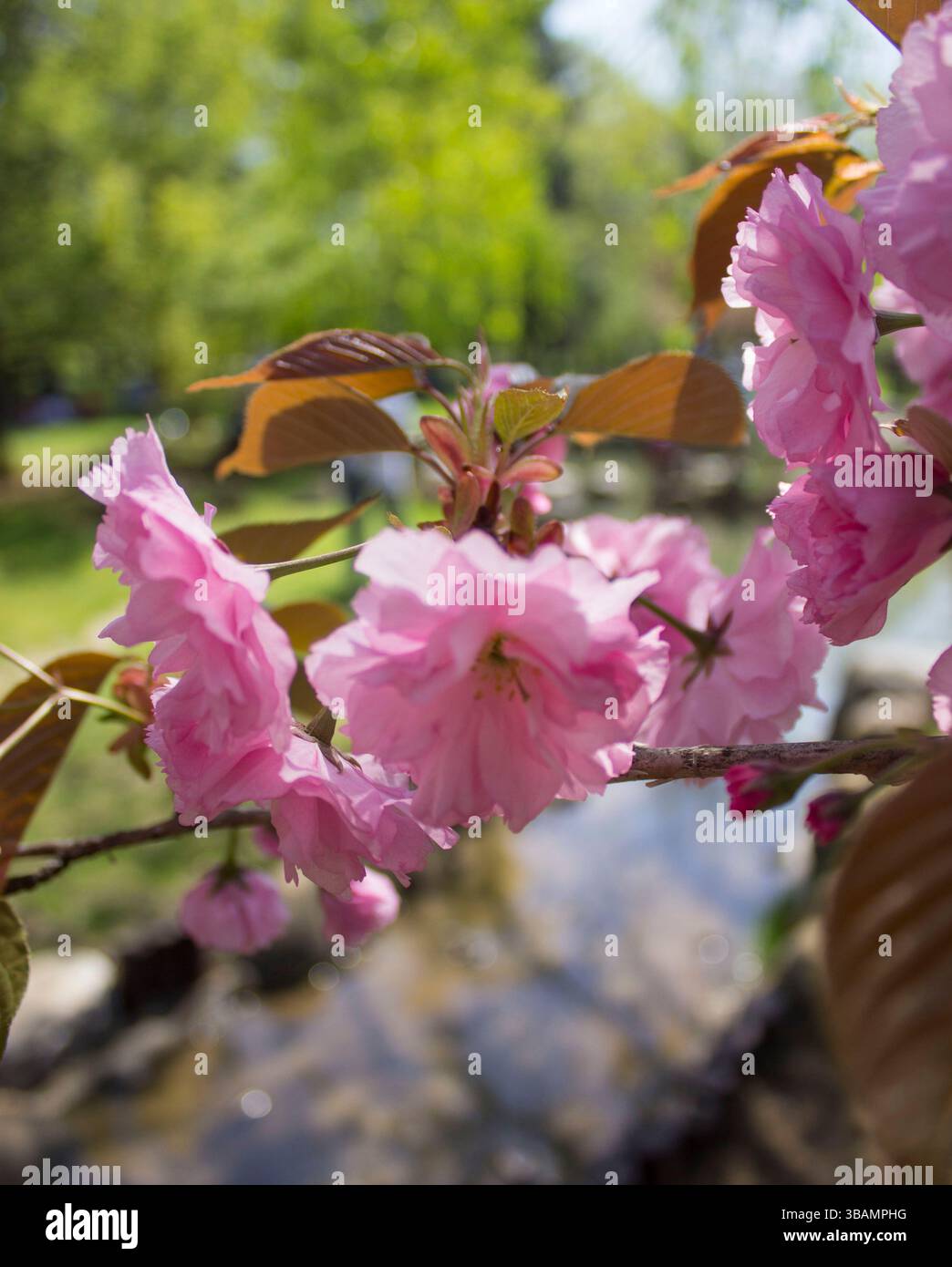 Cherry tree branch in bloom Stock Photo - Alamy