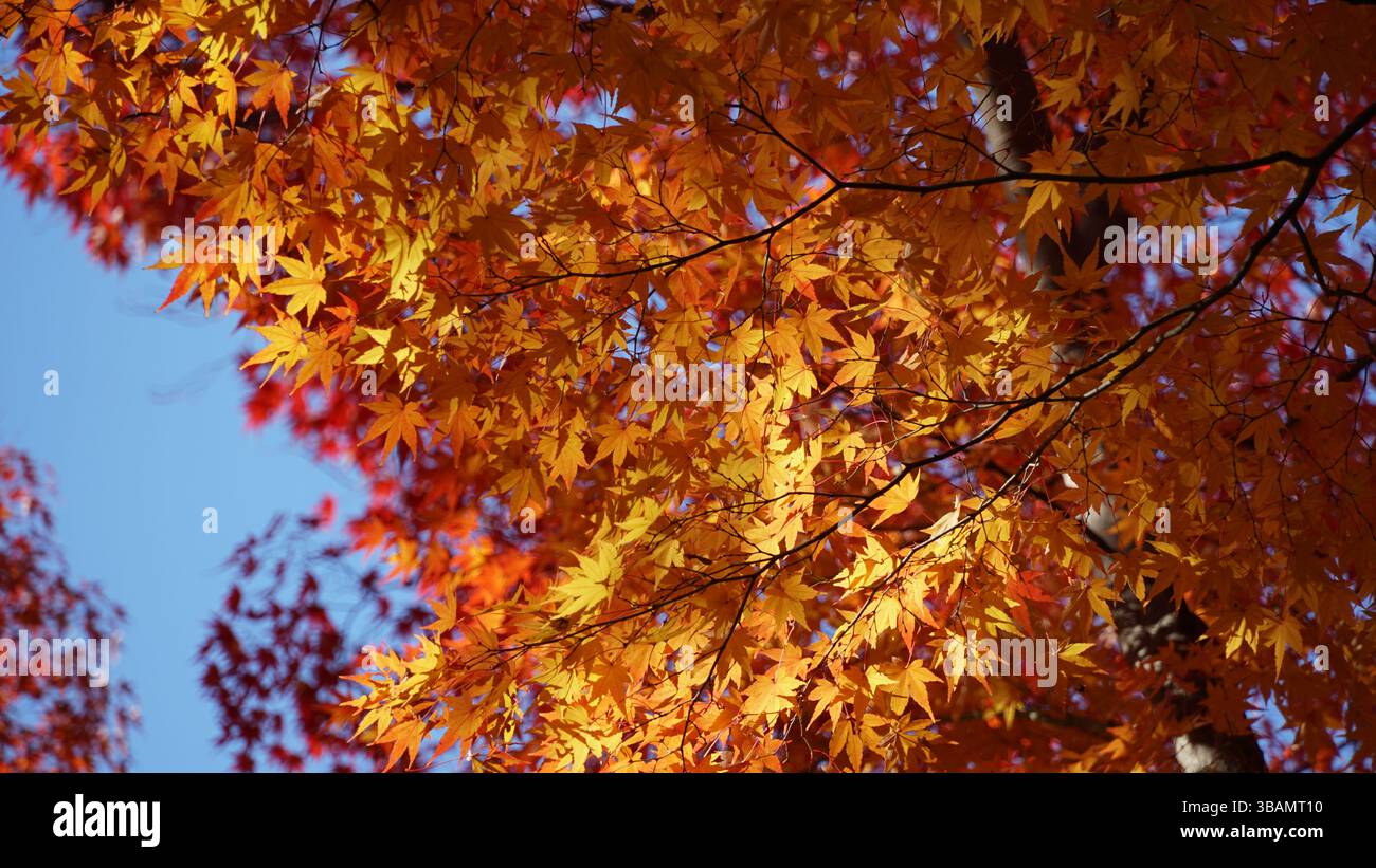 Red leaves momiji japanese maple hi-res stock photography and images - Alamy