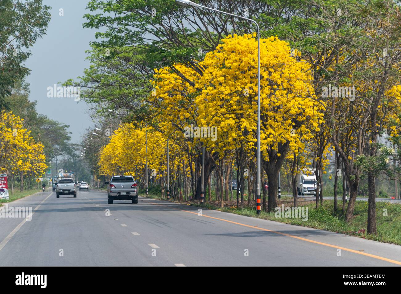 The ratchaphruek flower, known in Thai as "dok khun" (ดอกคูน), is the ...