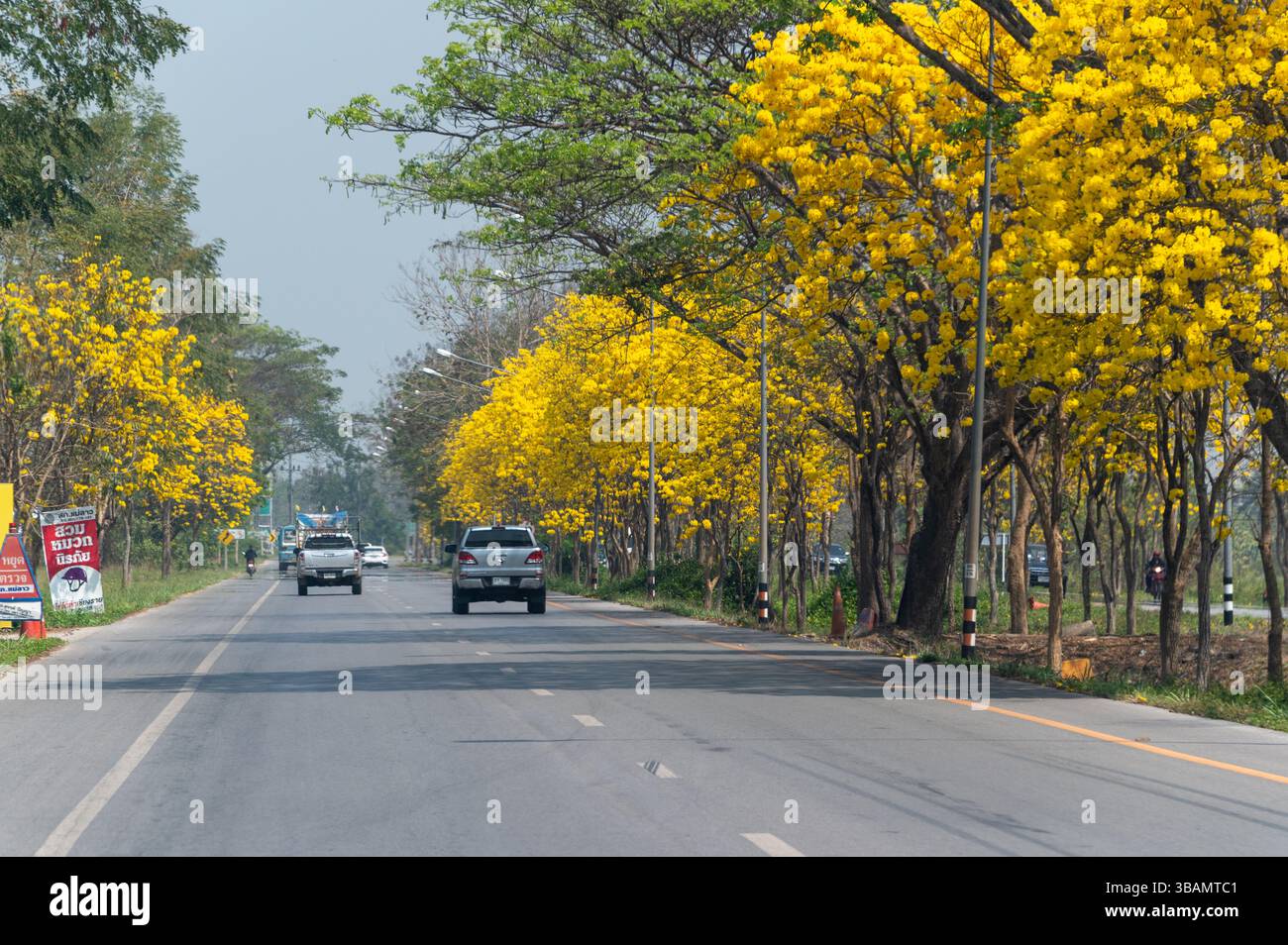 The ratchaphruek flower, known in Thai as "dok khun" (ดอกคูน), is the ...