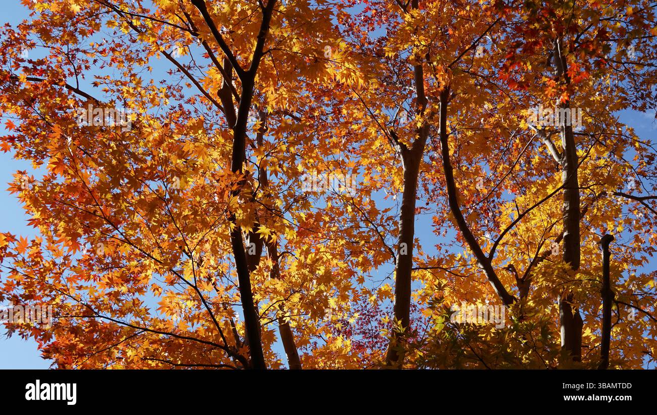 Colorful fall leaves japanese hi-res stock photography and images - Alamy