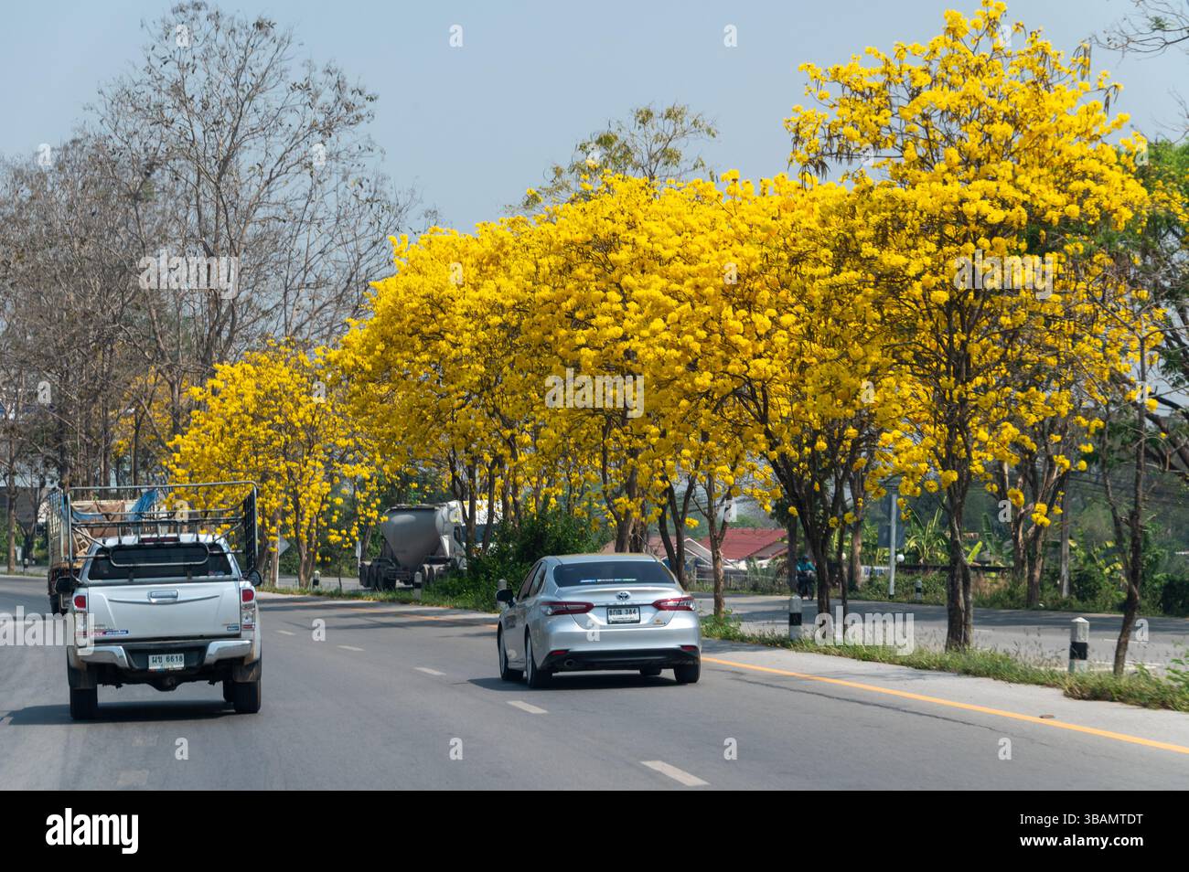 The ratchaphruek flower, known in Thai as "dok khun" (ดอกคูน), is the ...