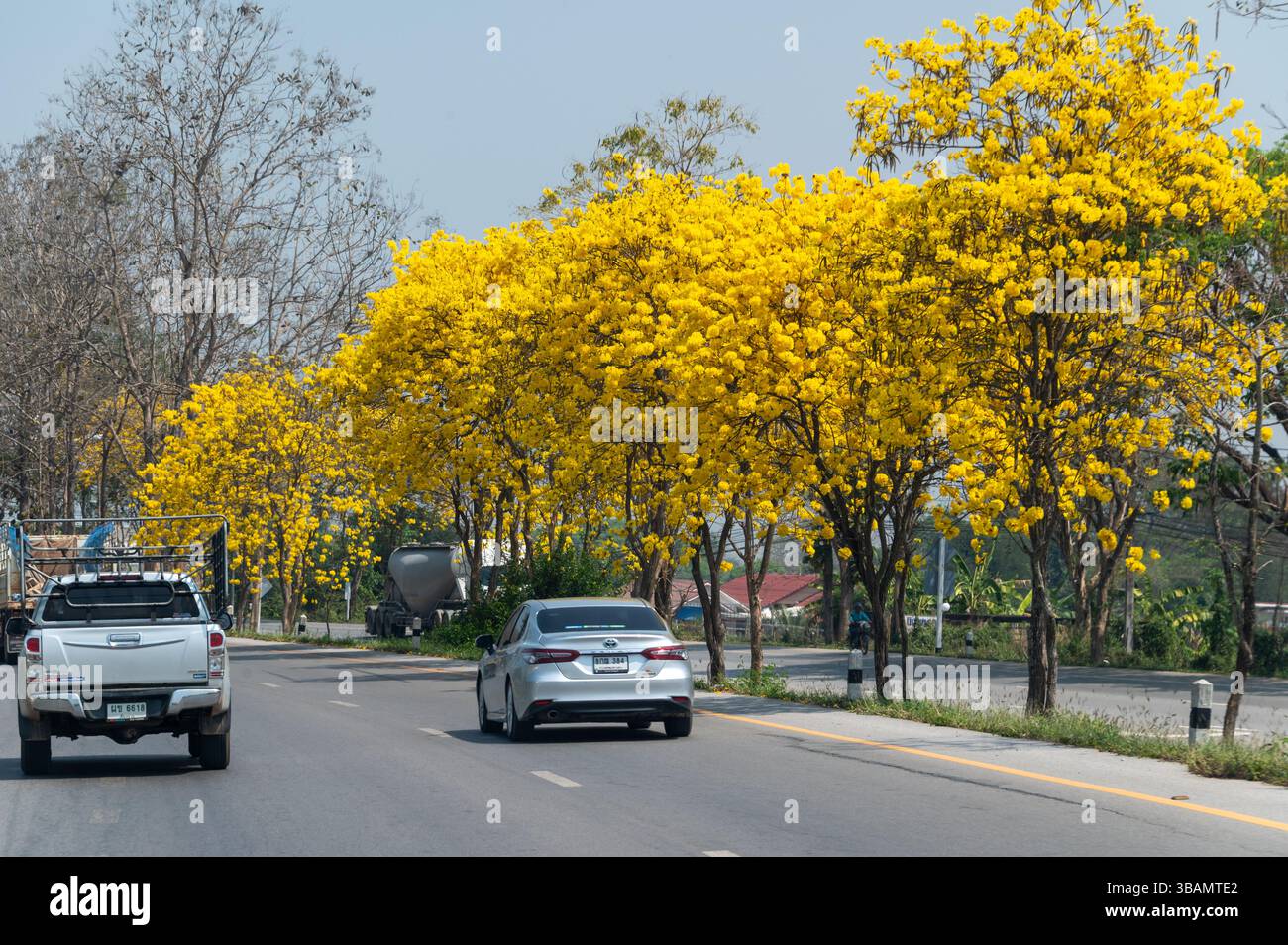 The ratchaphruek flower, known in Thai as "dok khun" (ดอกคูน), is the ...