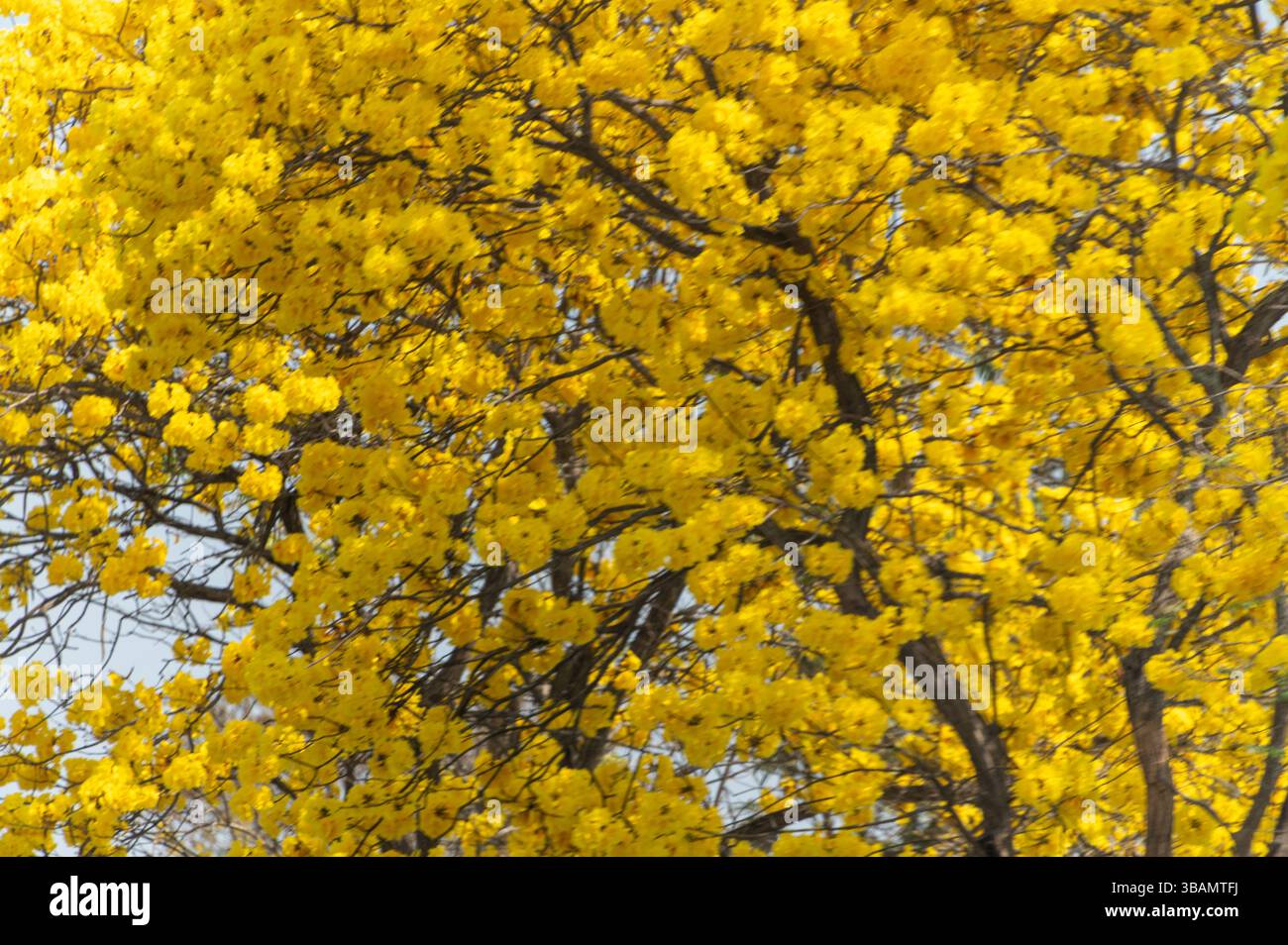 The ratchaphruek flower, known in Thai as "dok khun" (ดอกคูน), is the ...