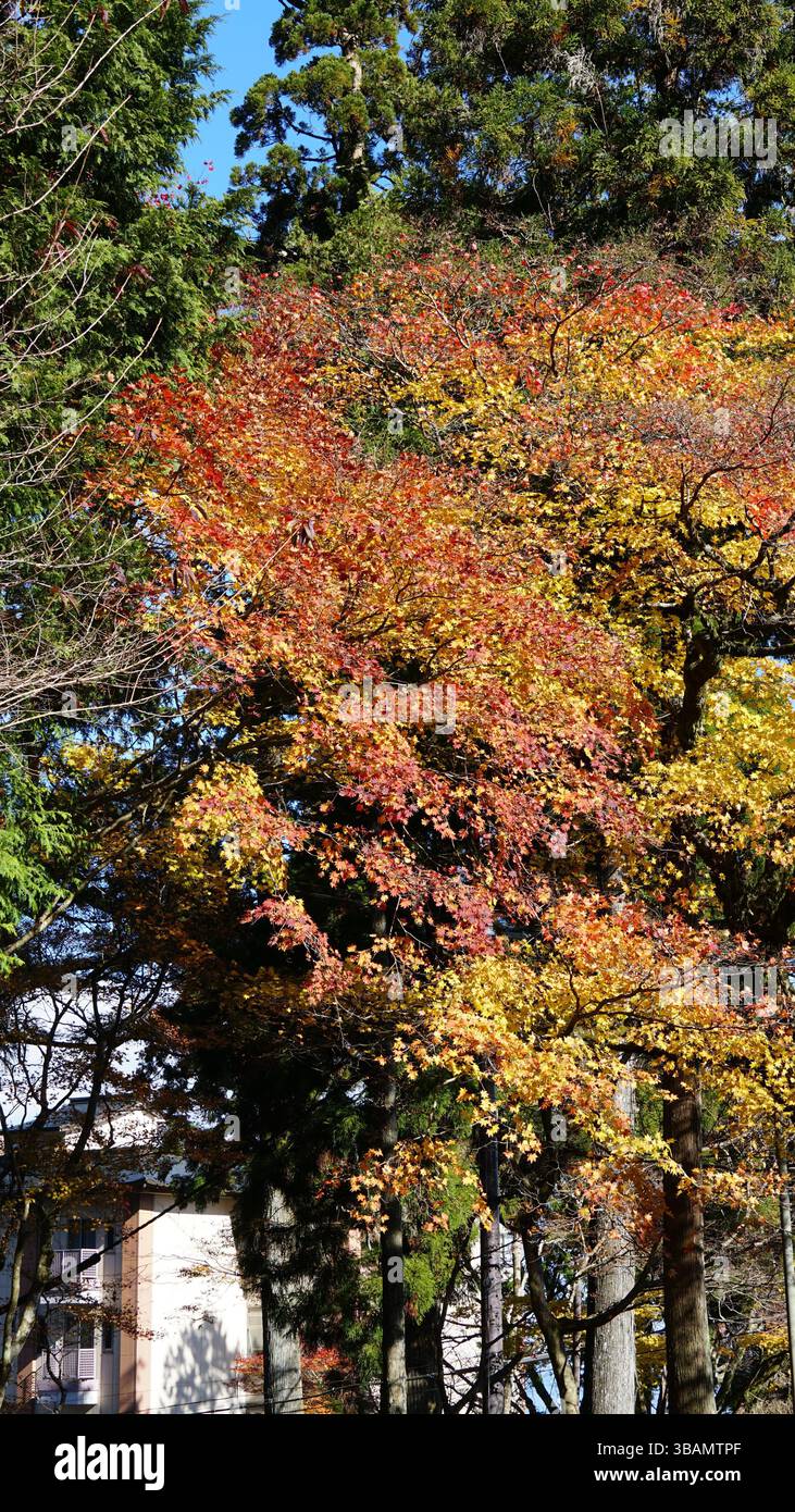 Enryaku temple hi-res stock photography and images - Alamy