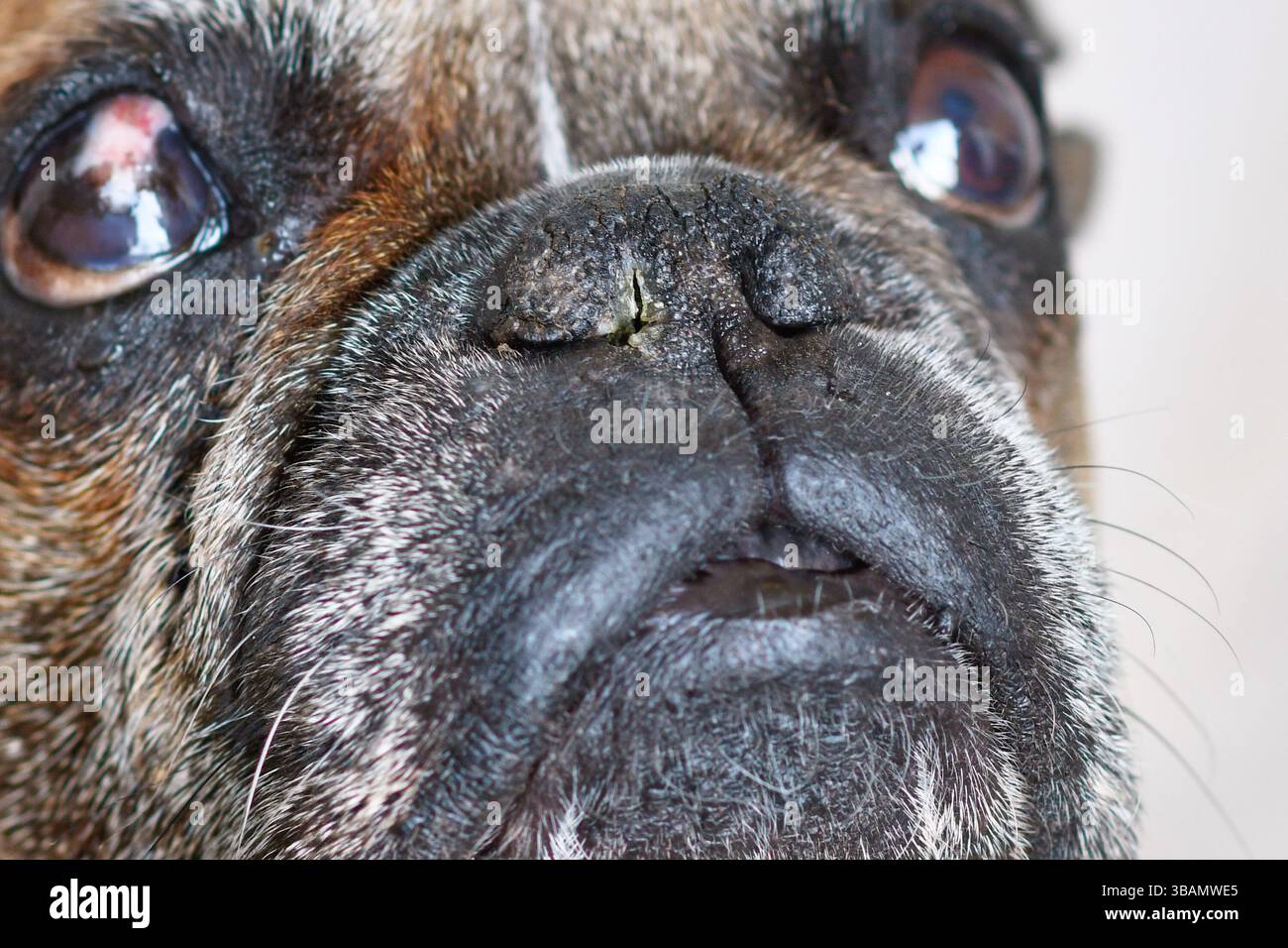 Close up of French Bulldog dog nose with neurogenic dry eye (medical ...