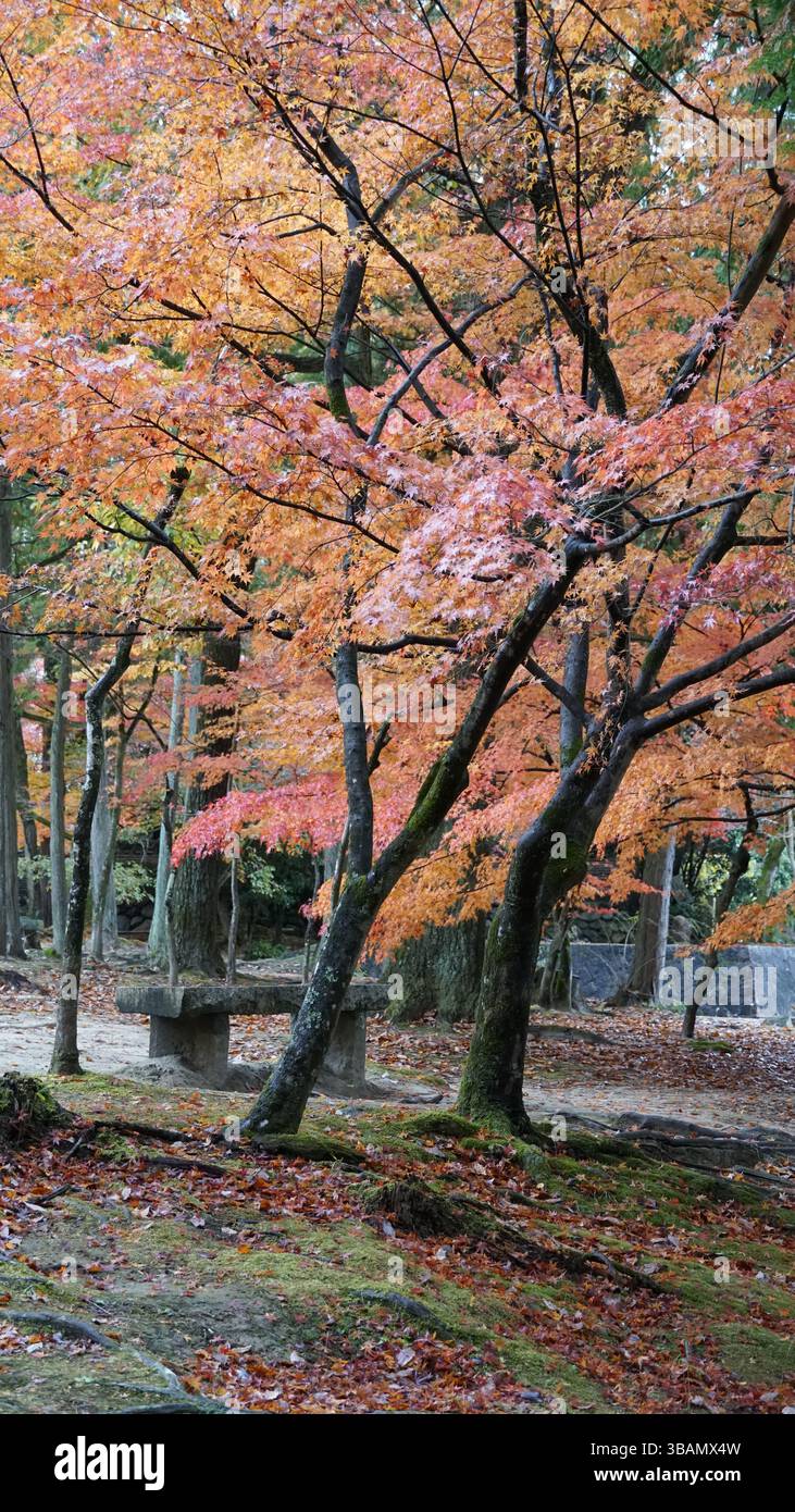 Crimson Leaves and Zen Garden at Eihoji Temple, Gifu, Japan Stock Photo ...