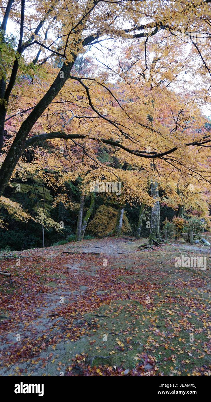 Crimson Leaves and Zen Garden at Eihoji Temple, Gifu, Japan Stock Photo ...