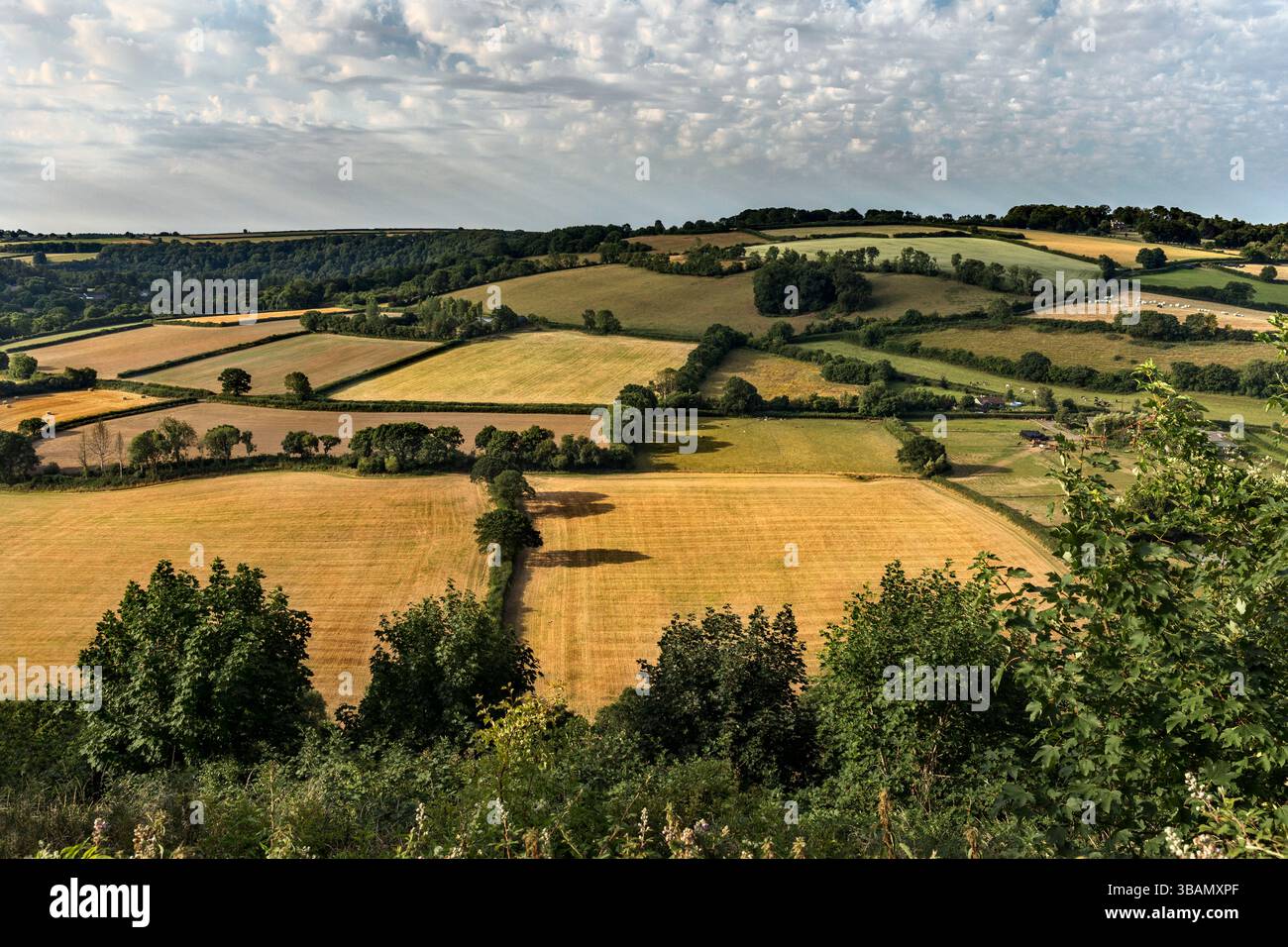 Devon summer fields hi-res stock photography and images - Alamy