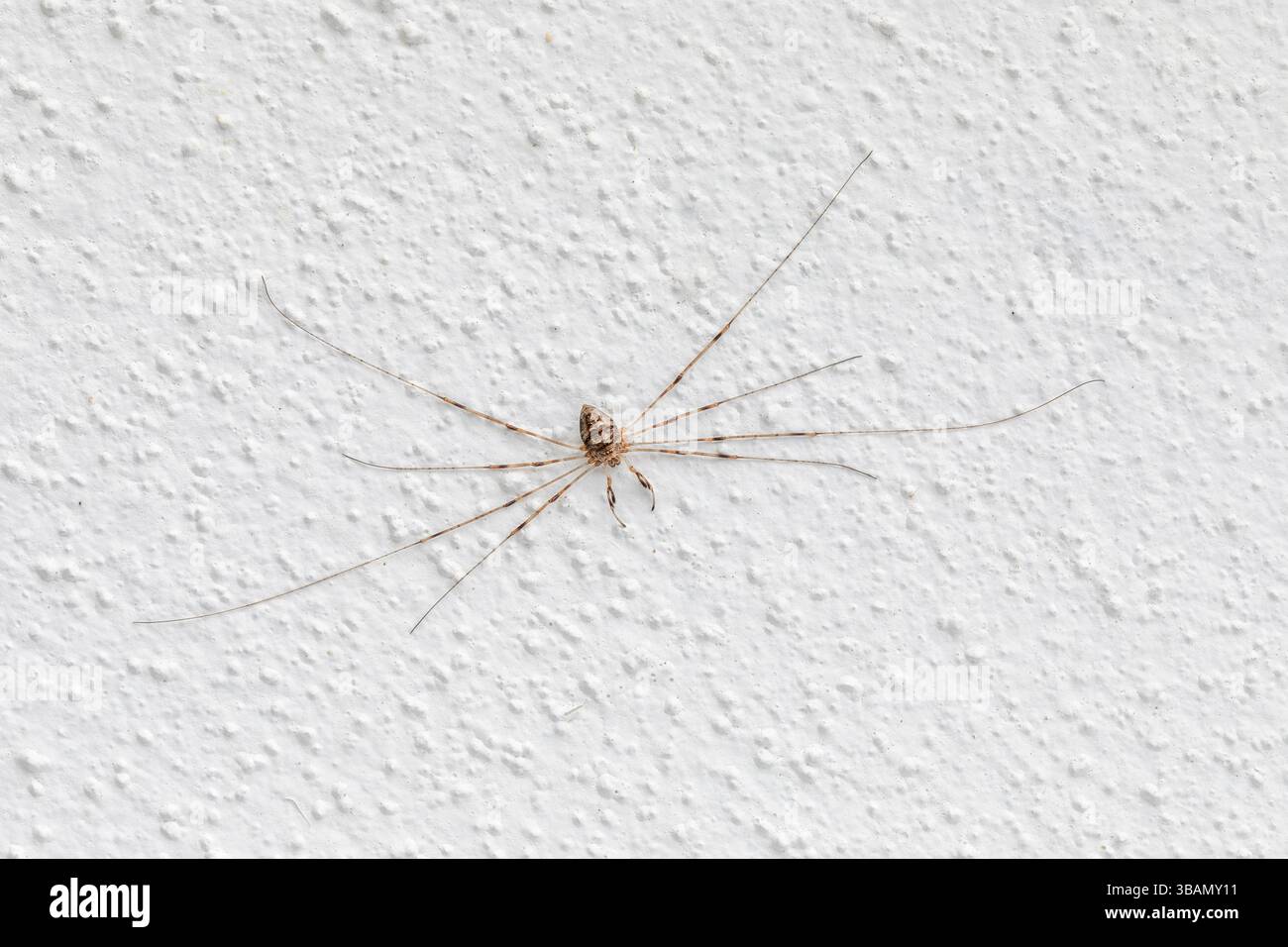 Opiliones spp hi-res stock photography and images - Alamy