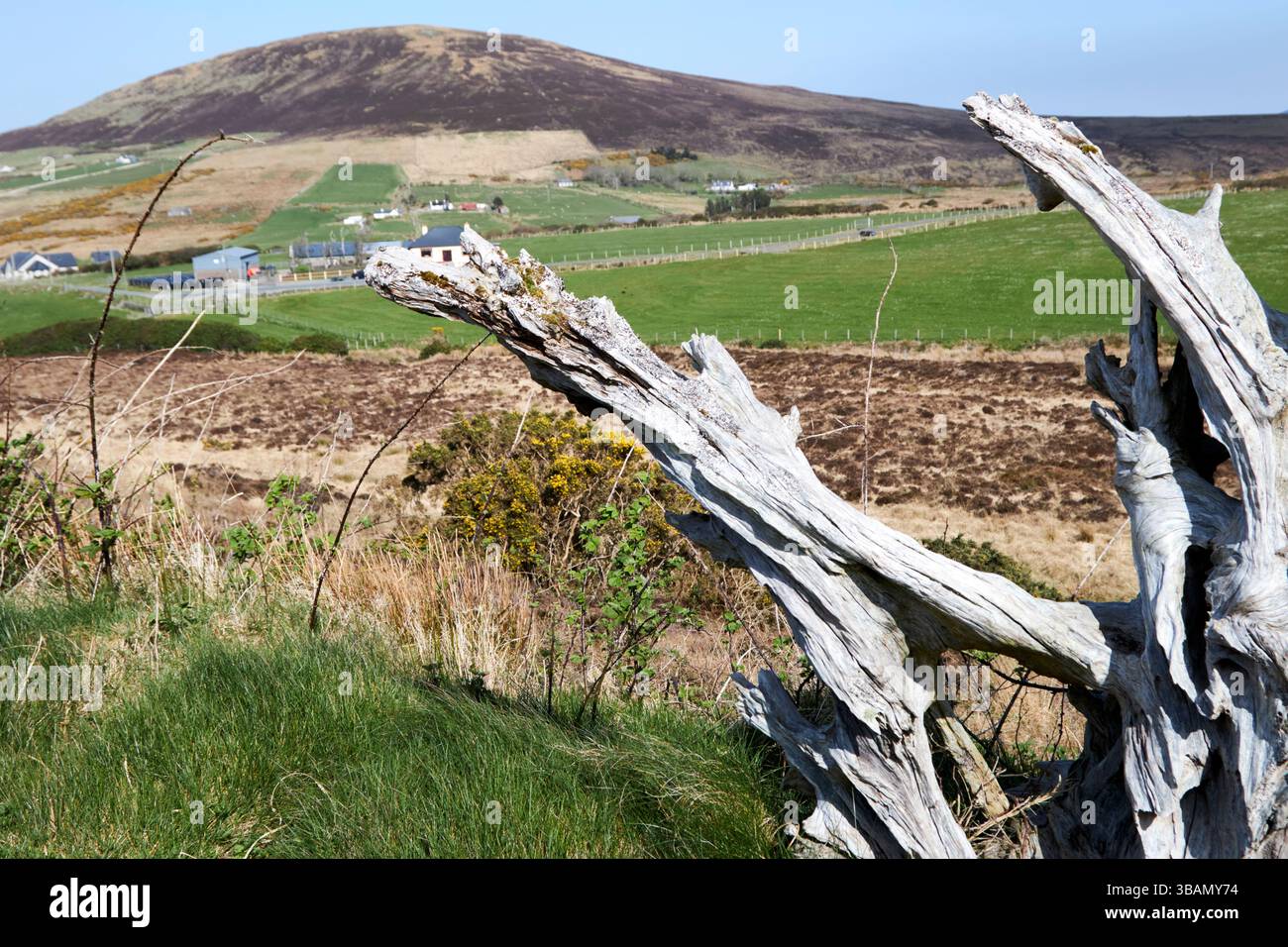 Irish bog oak hi-res stock photography and images - Alamy