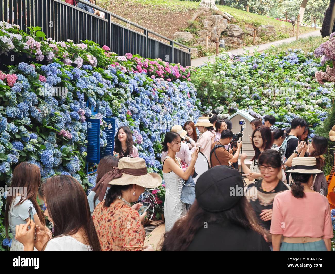 People visit a hydrangea flower show in Yichang City, central China's ...