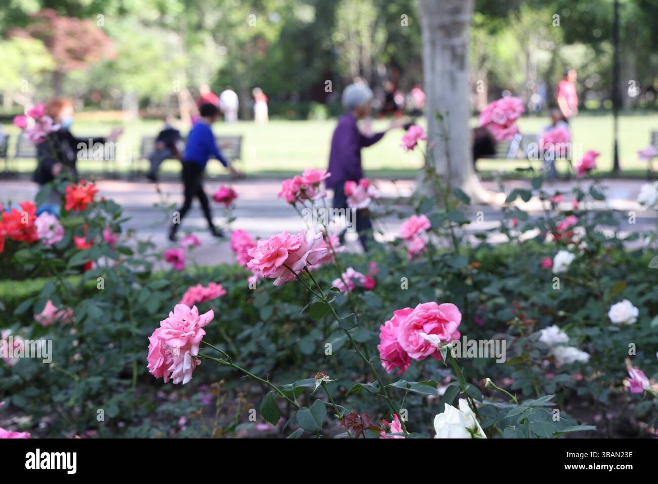 Chinese rose flowers burst into bloom at Zhongshan Park in Shanghai ...