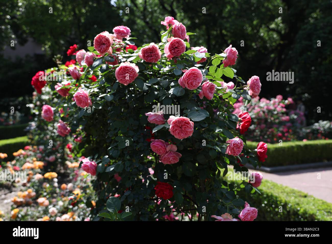 Chinese rose flowers burst into bloom at Zhongshan Park in Shanghai ...