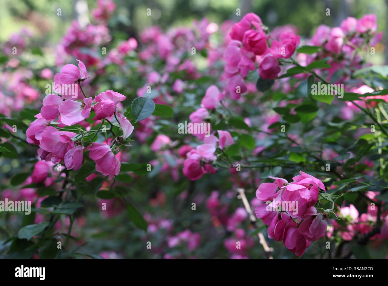 Chinese rose flowers burst into bloom at Zhongshan Park in Shanghai ...