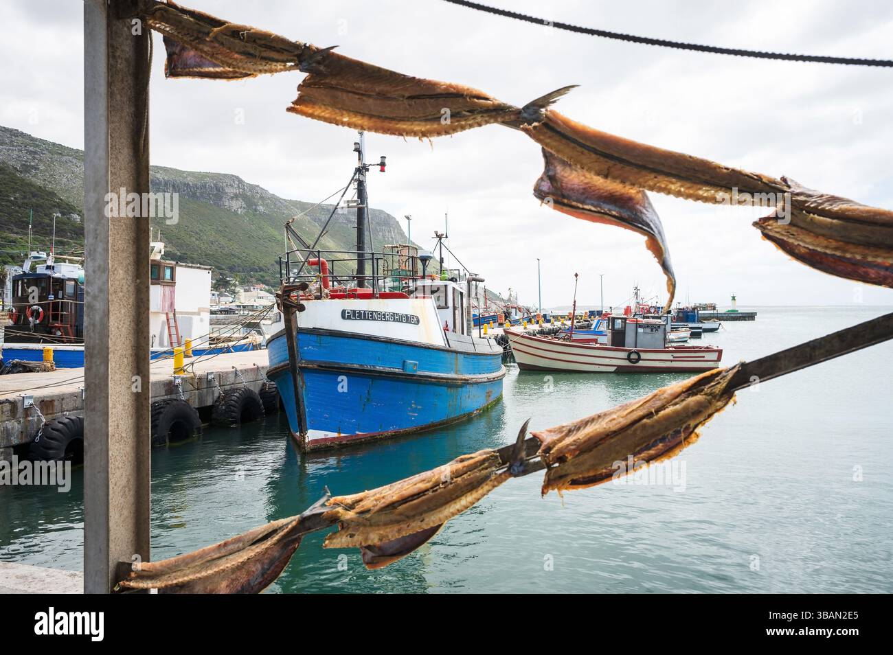 Yellowfin, or Ahi Tuna in a traditional fish market. Traditional ...