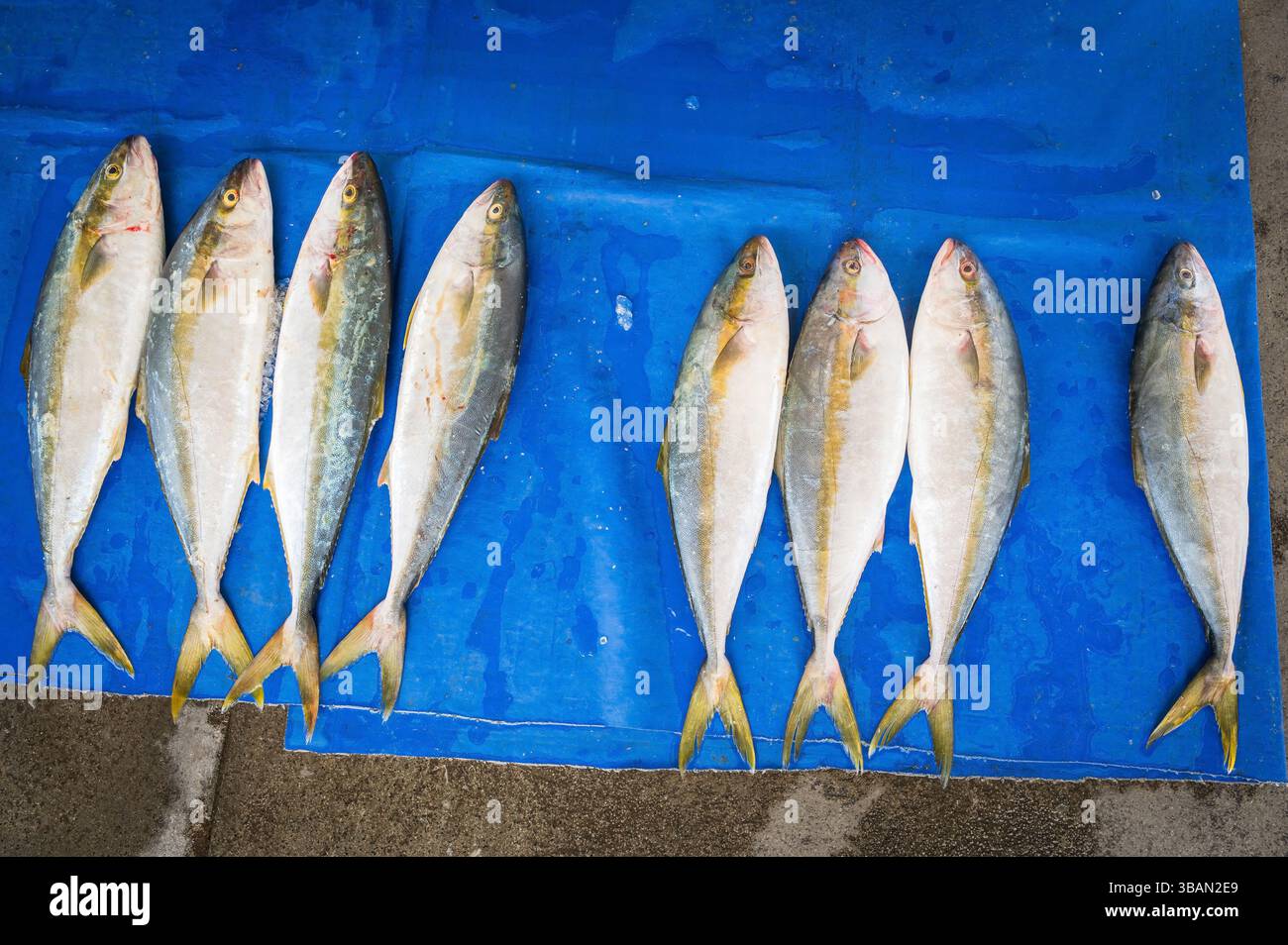 Yellowfin, or Ahi Tuna in a traditional fish market. Traditional ...